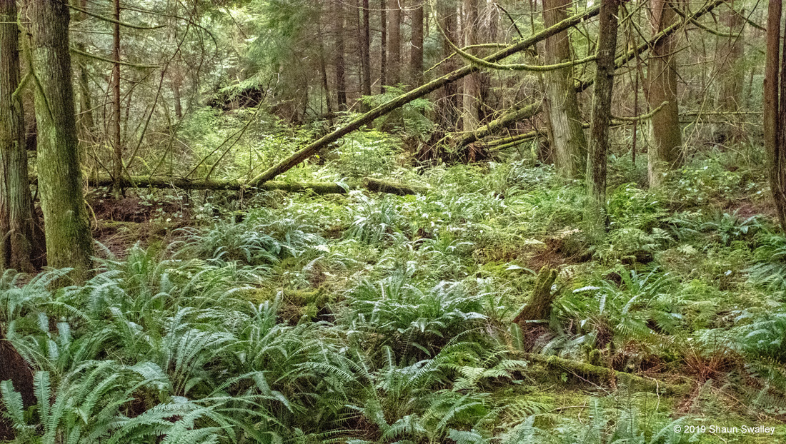 Springbrook Creek Preserve - Bainbridge Island Land Trust
