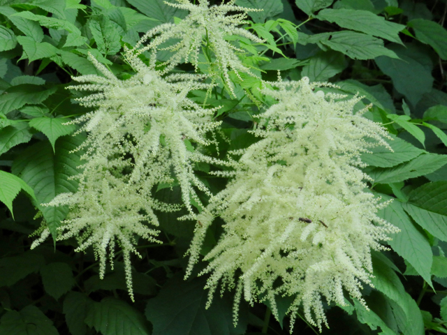 2025 Native Plant Sale - Bainbridge Island Land Trust
