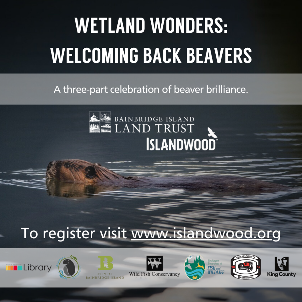 Wetland Wonders: Welcoming Back Beavers - Event Series - Bainbridge ...