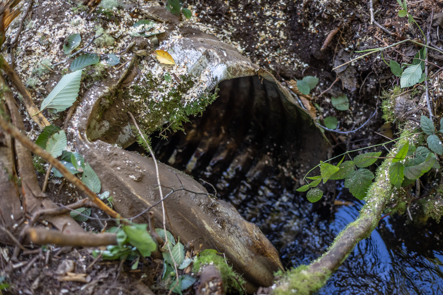 Critical Salmon Habitat Restored at Springbrook Creek Preserve ...