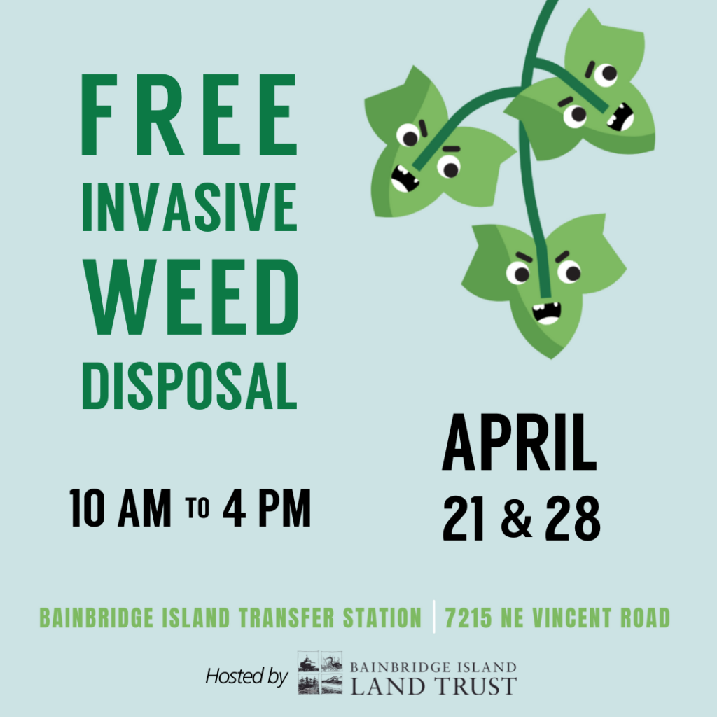 Free Invasive Weed Disposal Days are Here! - Bainbridge Island Land Trust