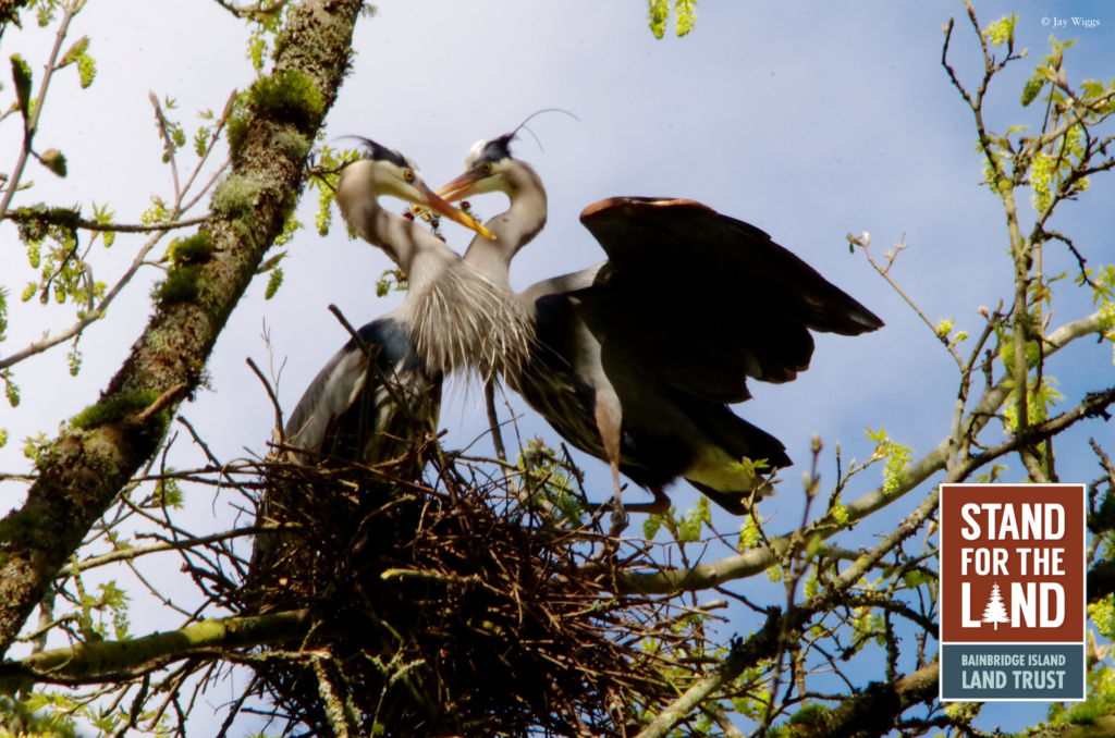 A Rare Chance to Conserve Winslow's Great Blue Heron Rookery - Bainbridge Island Land Trust