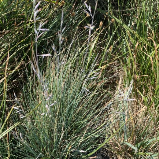 2025 Native Plant Sale - Bainbridge Island Land Trust